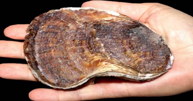 Suminoe Oysters Pest Alert: Invasive Species Detected in Pinkenba ...